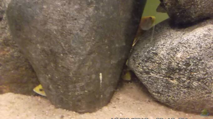 Aquarium von Cichlidenfan (23782): Mbuna Baby Dream 2