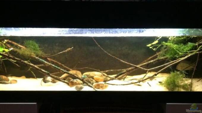 Aquarium von matthiasm (30948): Rio Gurupi