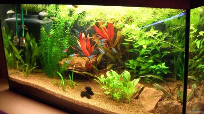 Aquarium von Jens und Nancy Döring: Becken 4021