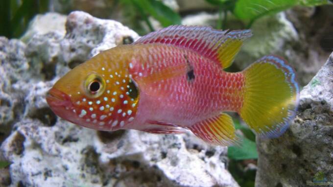 Roter Cichlide gehört neuer Gattung an! (5562)