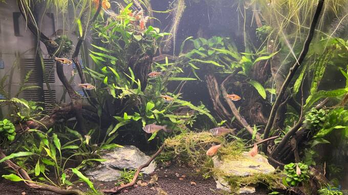 Aquarium von Rena (44710): 70 l Mini-Dschungel