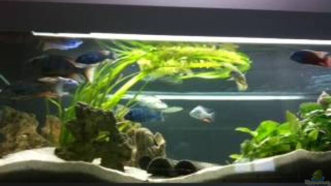 Aquarium von Jennifer Clee: Becken 9198