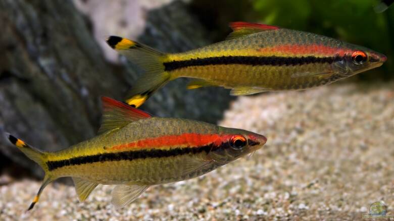 Puntius denisonii | Denisonbarbe: Alle Infos