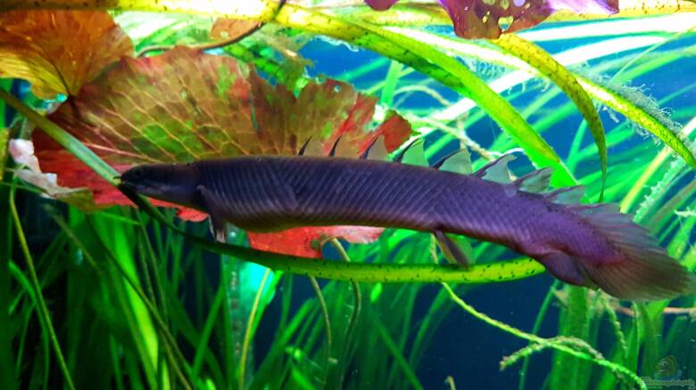 Polypterus senegalus | Senegal-Flösselhecht