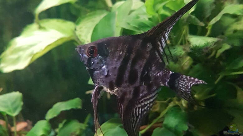 Skalare im Aquarium halten | Einrichtungsbeispiele