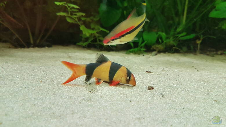 Puntius denisonii - Denisonbarbe: Alle Infos