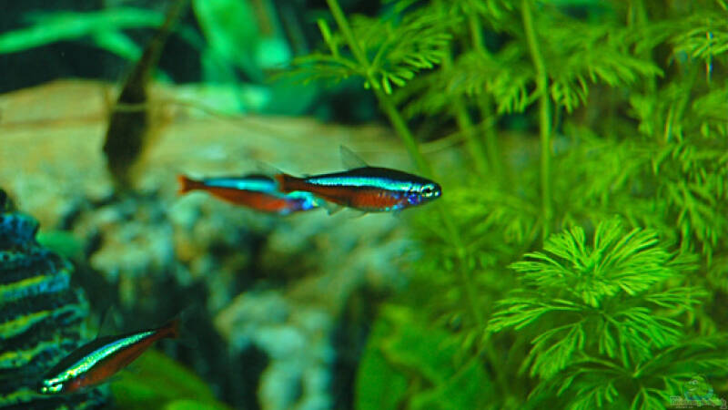 Neonsalmler: Alle wichtigen Infos