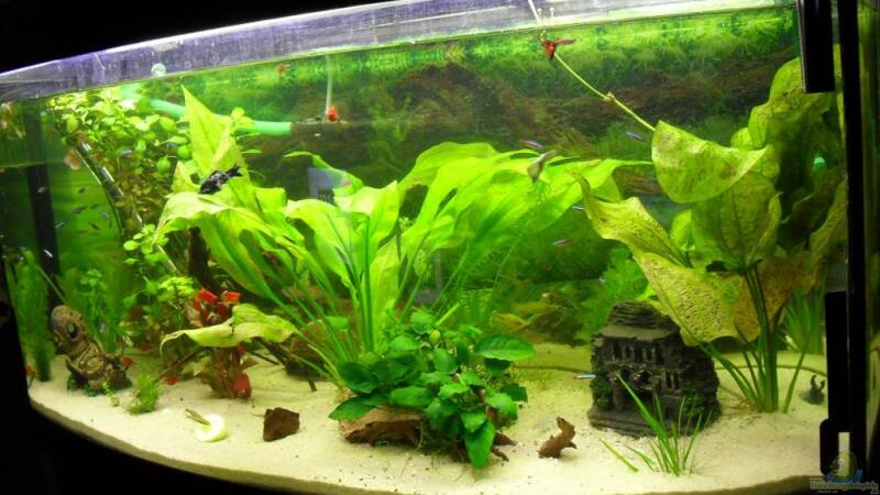 Aquarium von Brianna (14218): Juwel Vision 260 Panorama