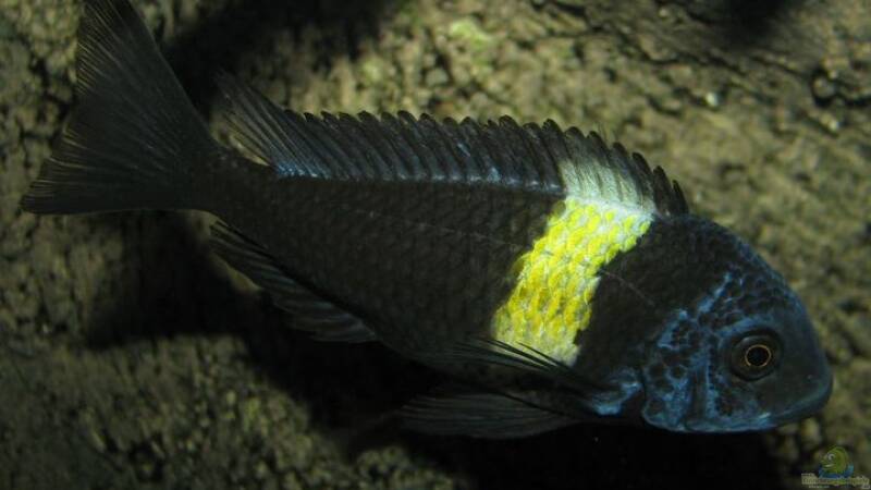 Tropheus Duboisi - Weißpunkt-Brabantbuntbarsch