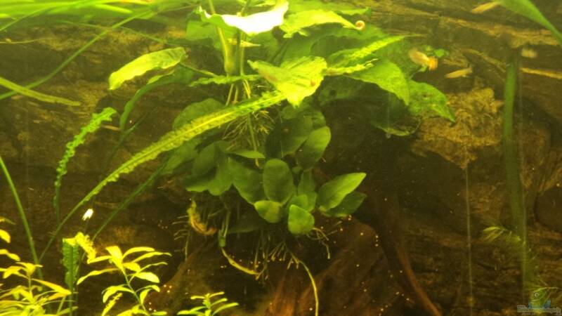 Cryptocoryne usteriana: Alle wichtigen Infos