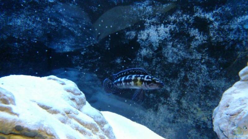 Julidochromis transcriptus: Alle wichtigen Infos