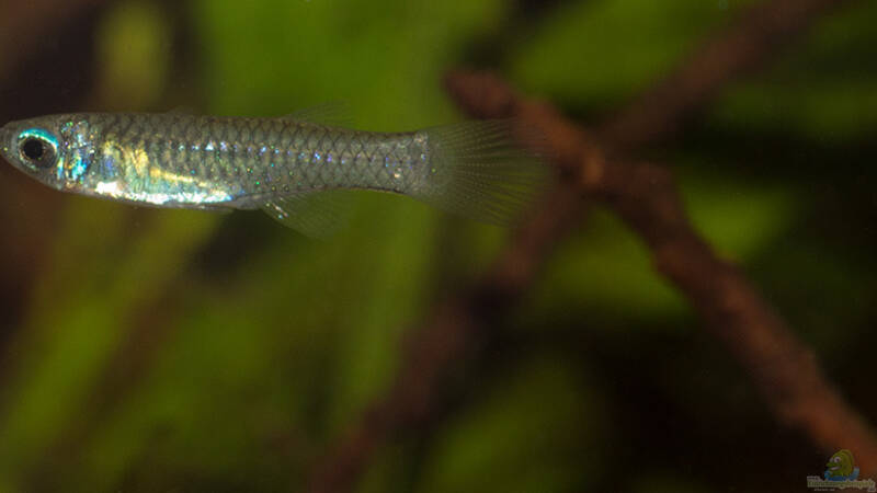 Aplocheilichthys normani - Blauer Leuchtaugenfisch