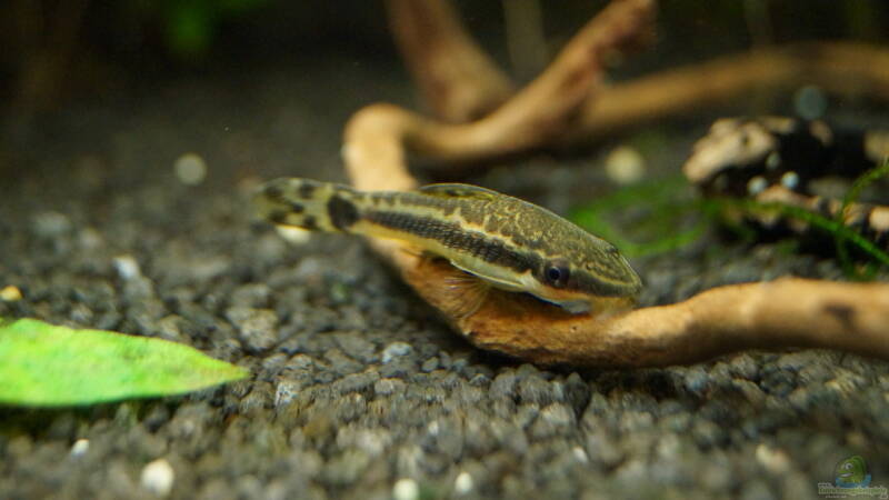 Otocinclus macrospilus - Ohrgitterwels: Alle Infos