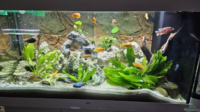 Aquarium von Manuela Brunner (44800): Juwel Rio 350