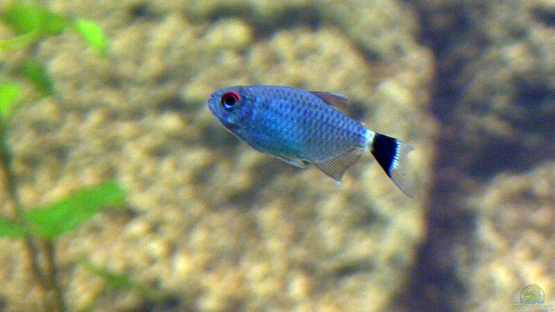 Moenkhausia sanctaefilomenae - Rotaugen-Moenkhausia