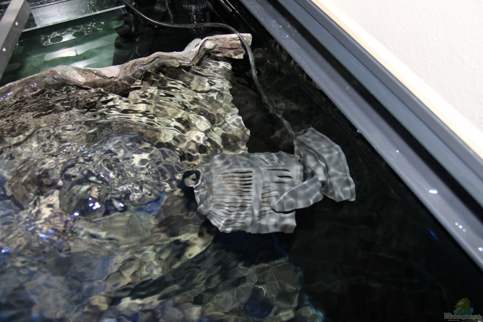 Strömung im Aquarium - Warum sie so wichti ... (7410)