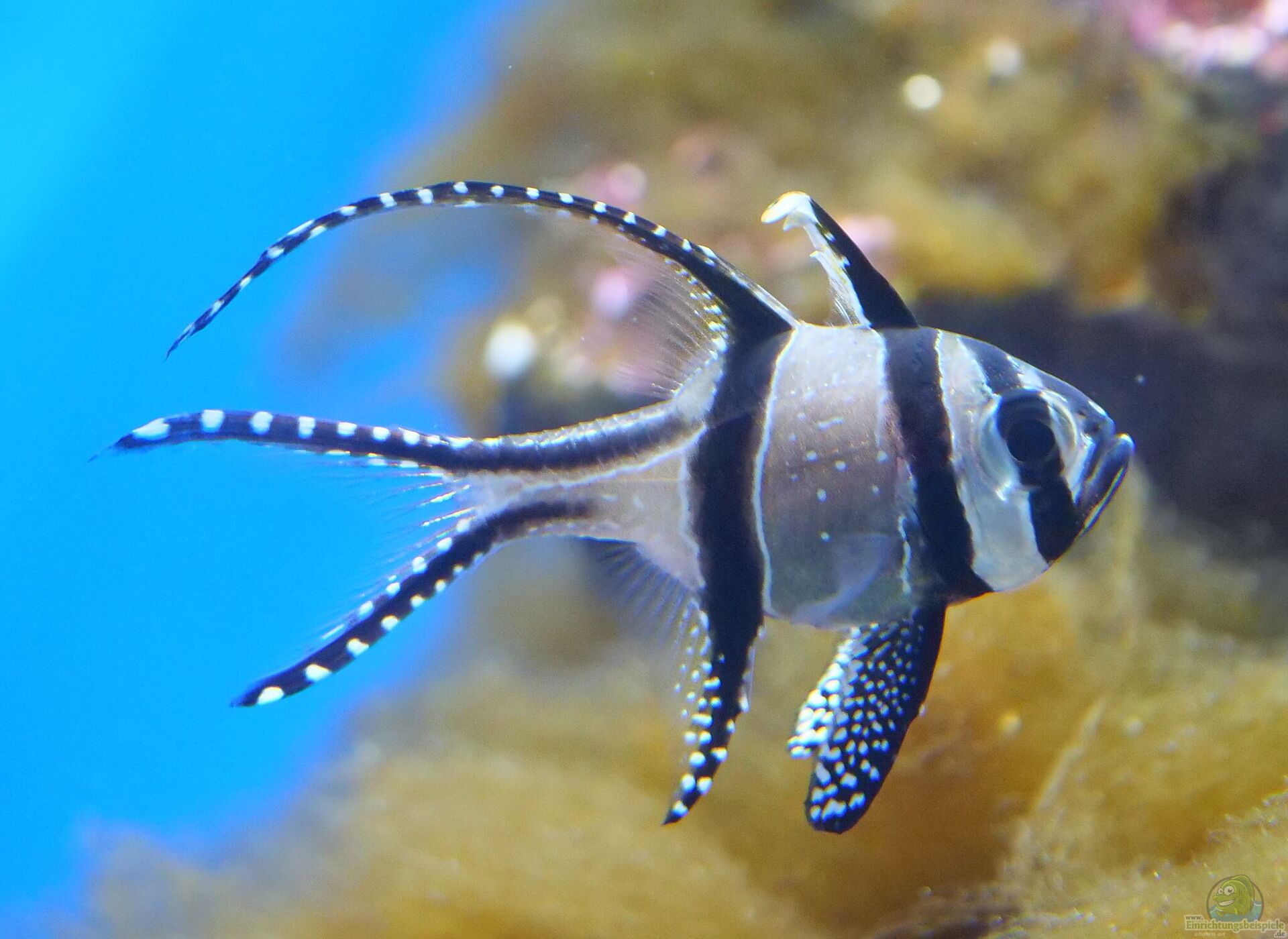 Kardinalbarsche im Aquarium: Das sind die ... (7540)