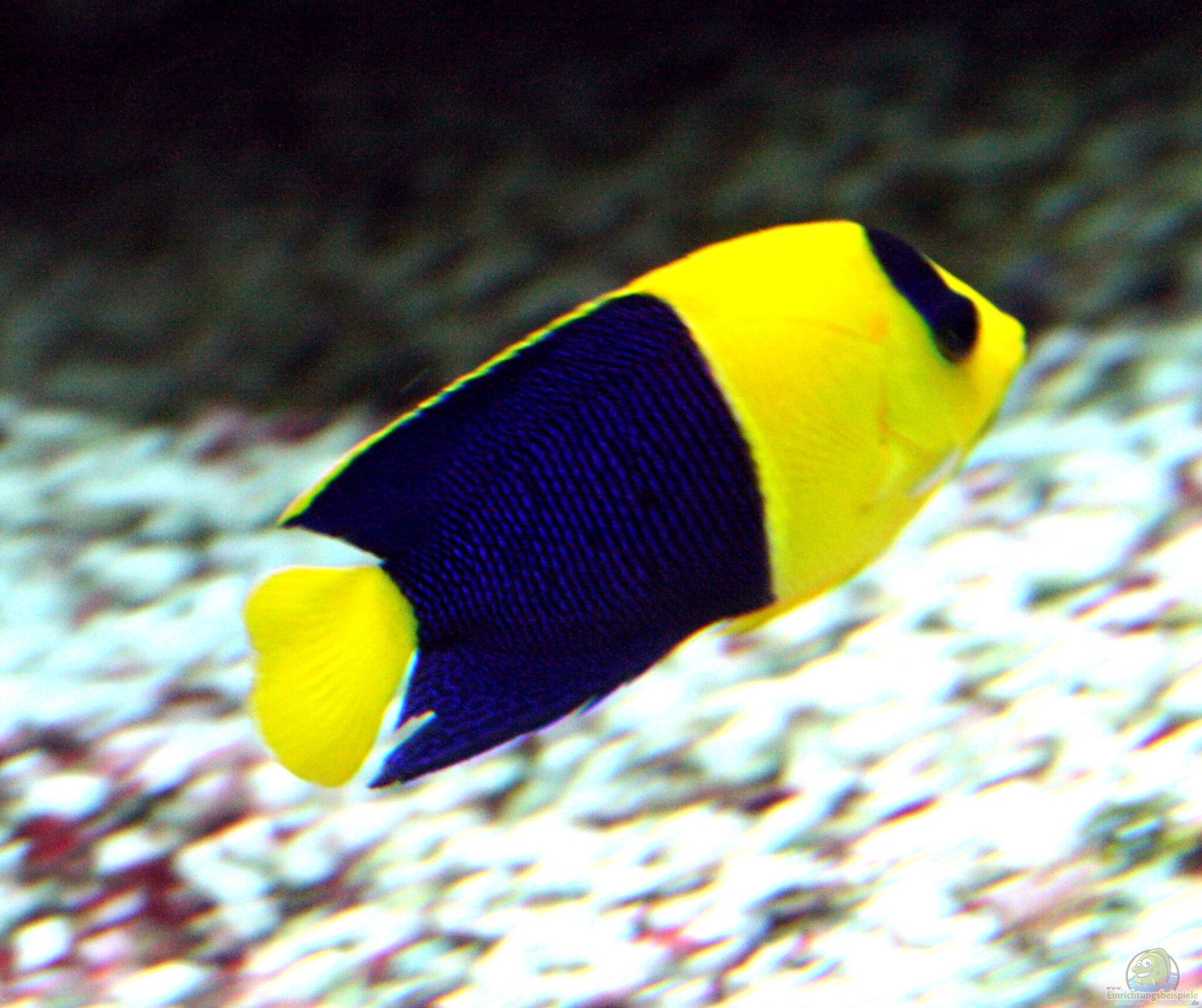 Zwergkaiserfische im Meerwasseraquarium: Alle... (7571)