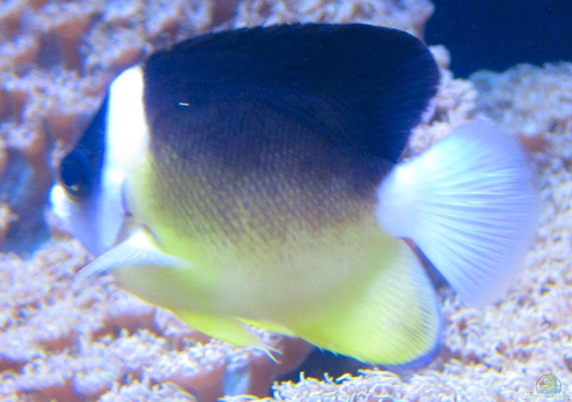 Zwergkaiserfische im Meerwasseraquarium: Alle... (7571)