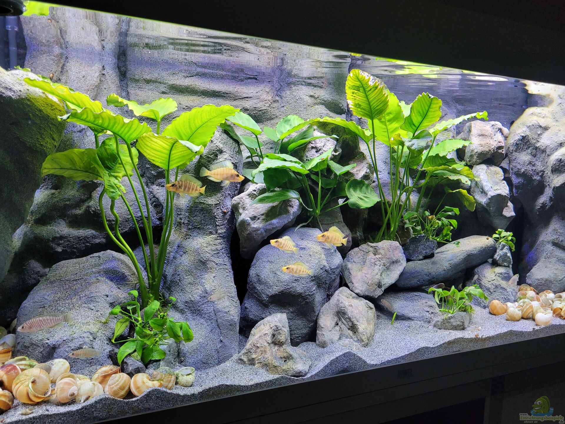 Artgerechtes Aquarium: Grundlagen, Umsetzung ... (7623)