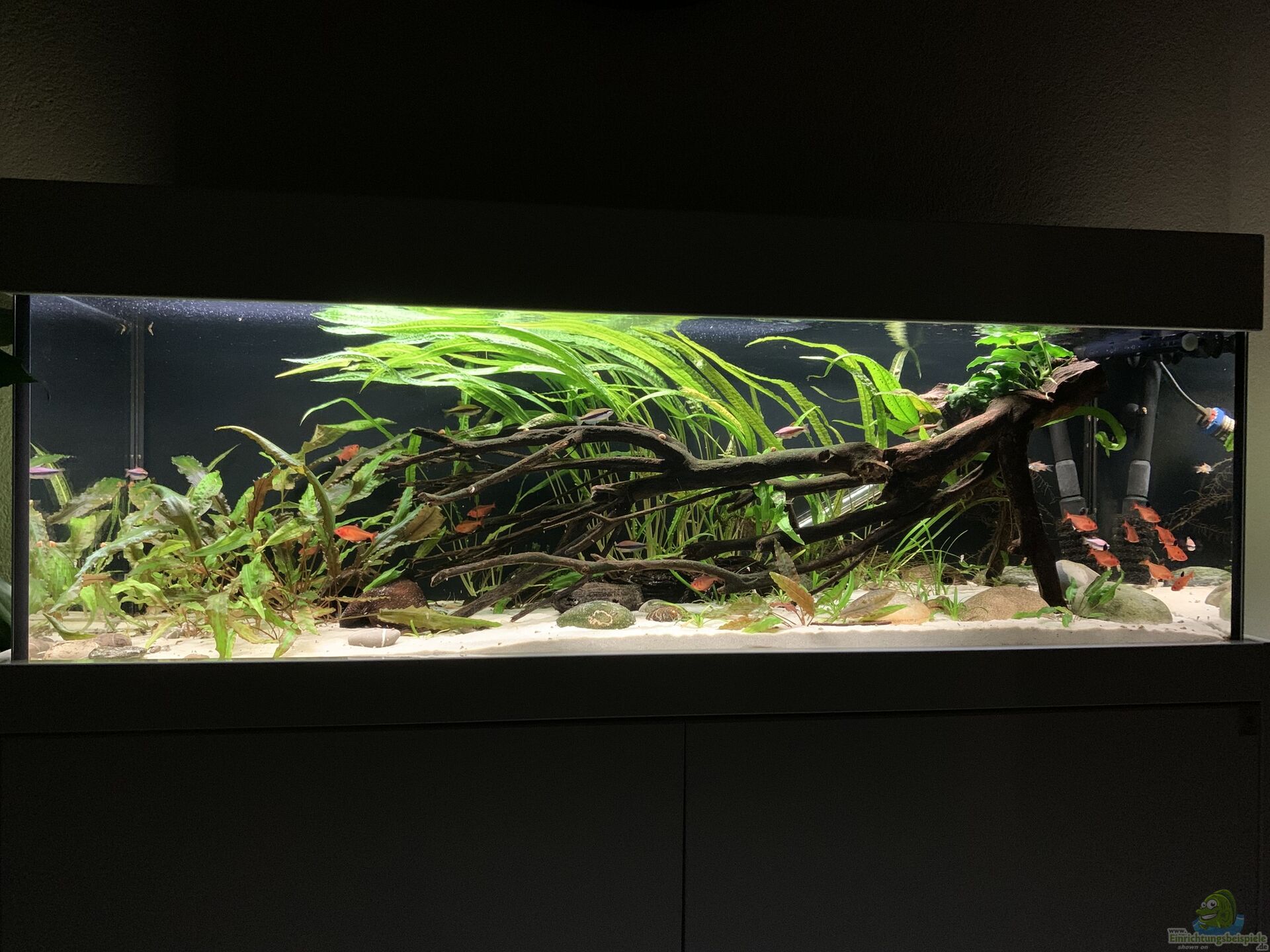 Artgerechtes Aquarium: Grundlagen, Umsetzung ... (7623)