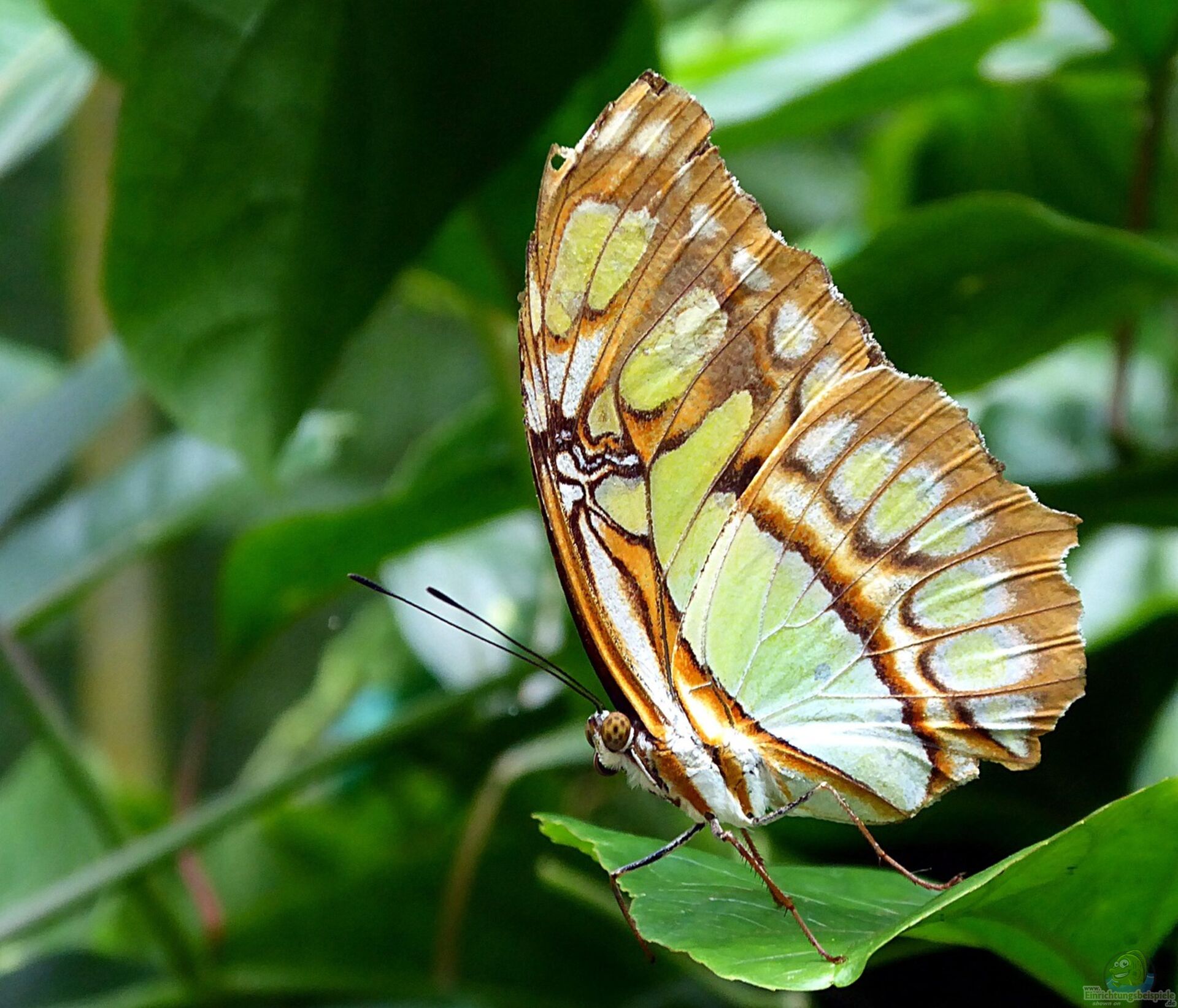 Costa Rica - Ein Paradies für Aquaristik- un... (7633)