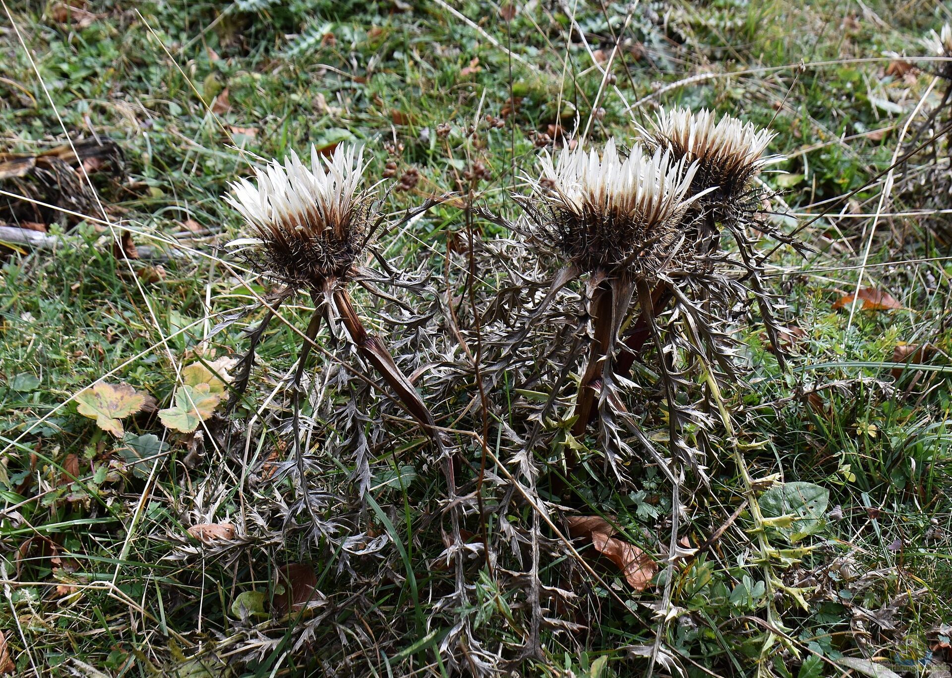 Carlina acaulis - Silberdistel: Alle wichtigen Infos