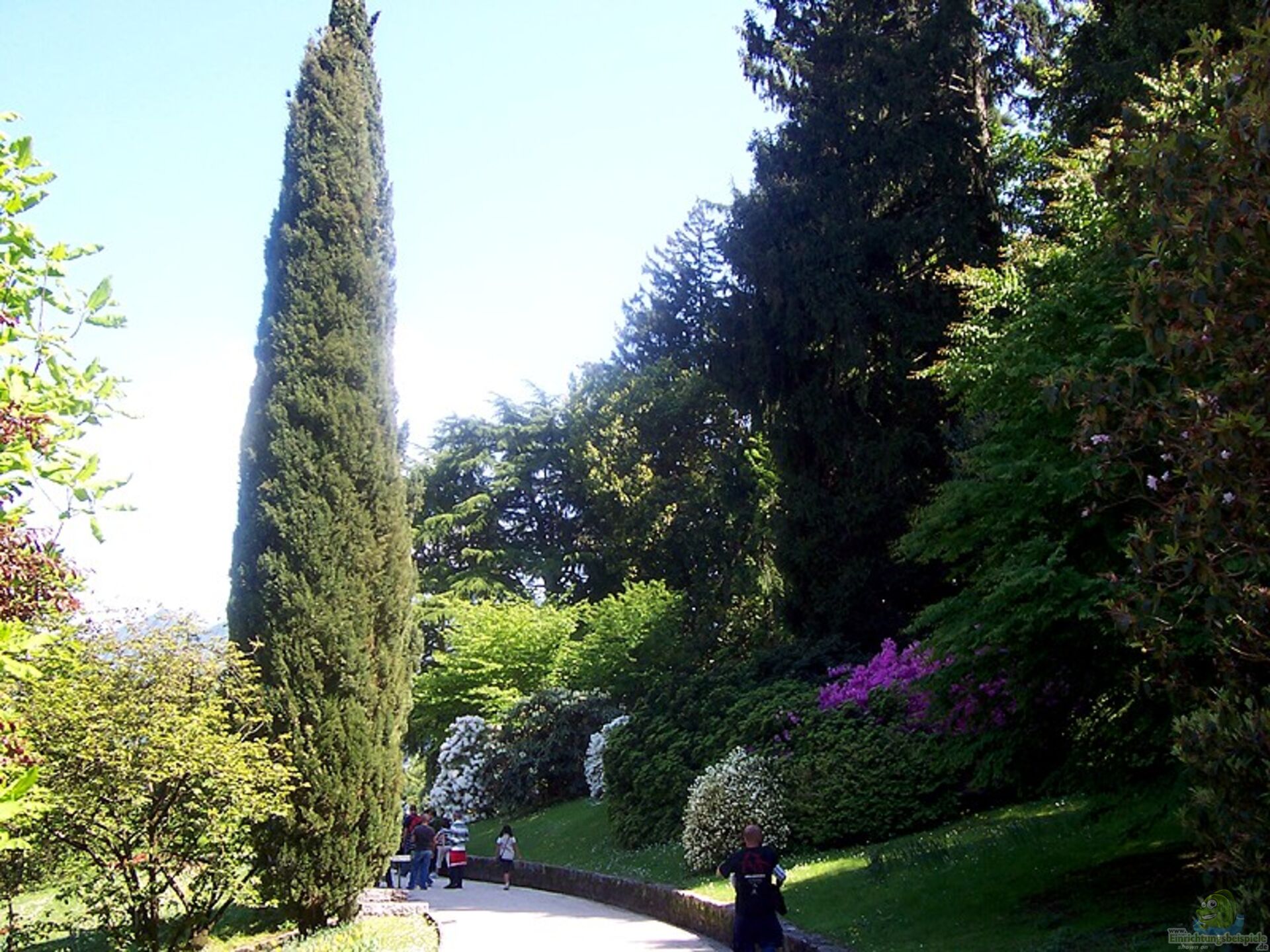 Cupressus sempervirens - Mittelmeer-Zypresse