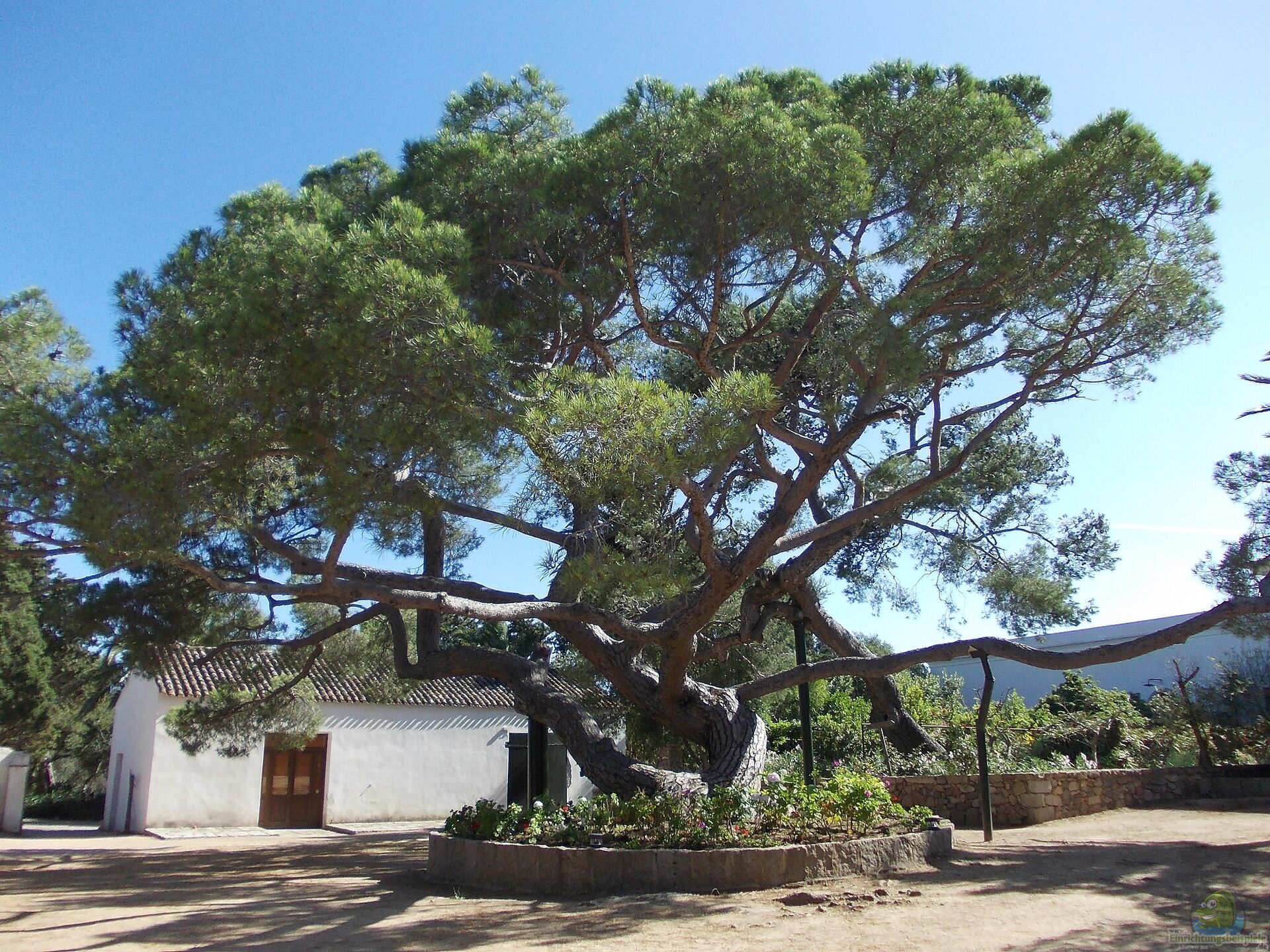 Pinus pinea - Pinie: Alle wichtigen Infos