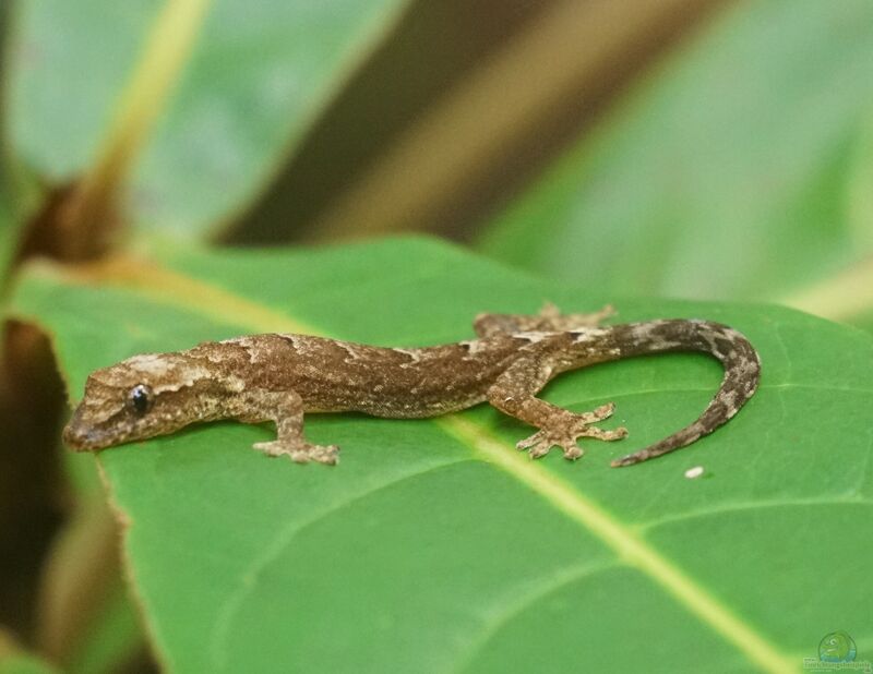Lepidodactylus lugubris - Jungferngecko: Alle Infos