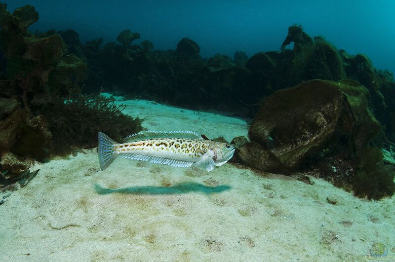 Trachinidae - Petermännchen: Alle wichtigen Infos