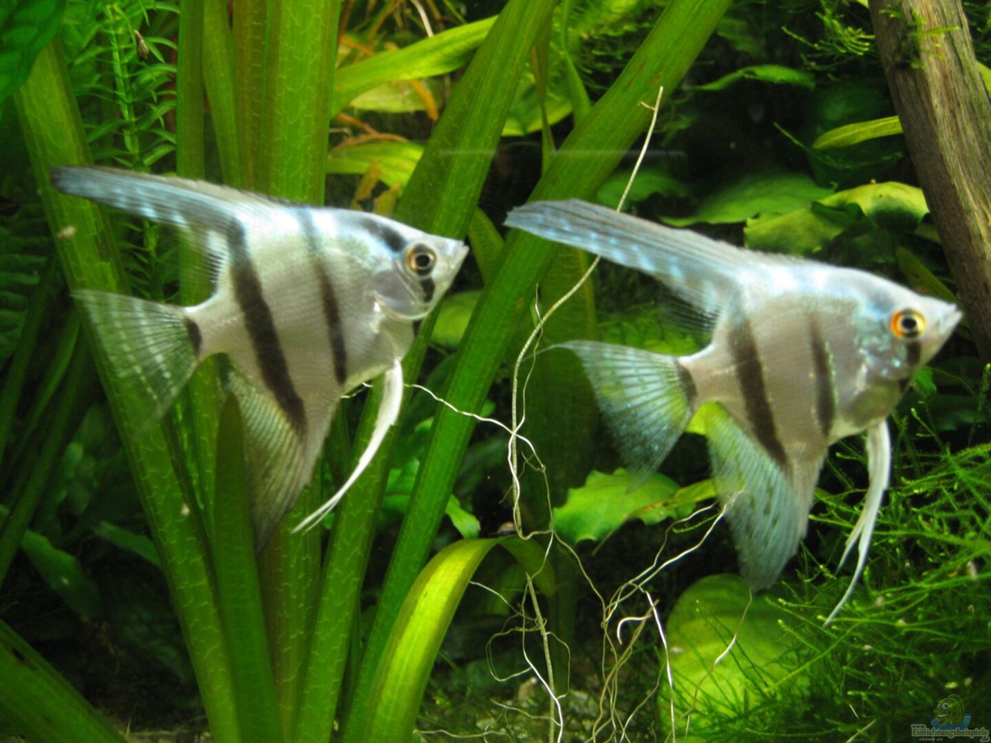 Segelflosser - Pterophyllum: Alle wichtigen Infos