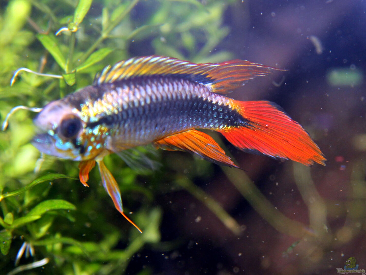 Apistogramma: Alle wichtigen Infos