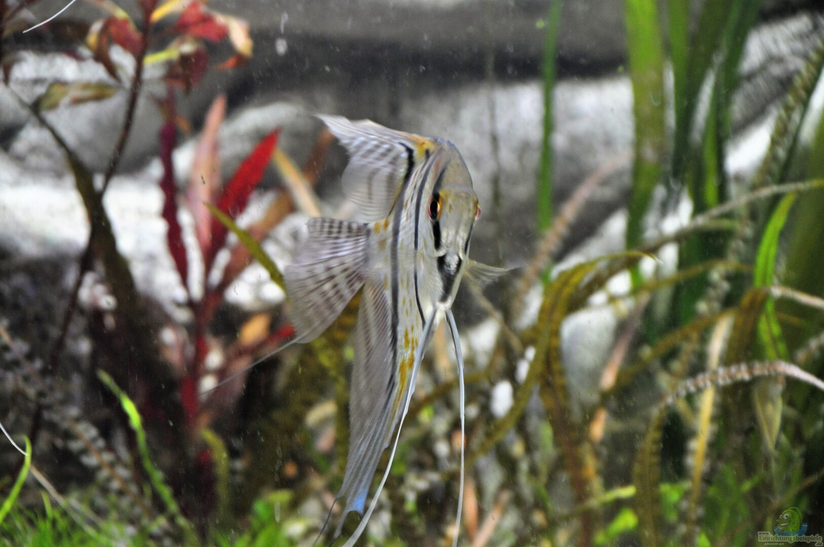 Pterophyllum - Segelflosser: Alle wichtigen Infos