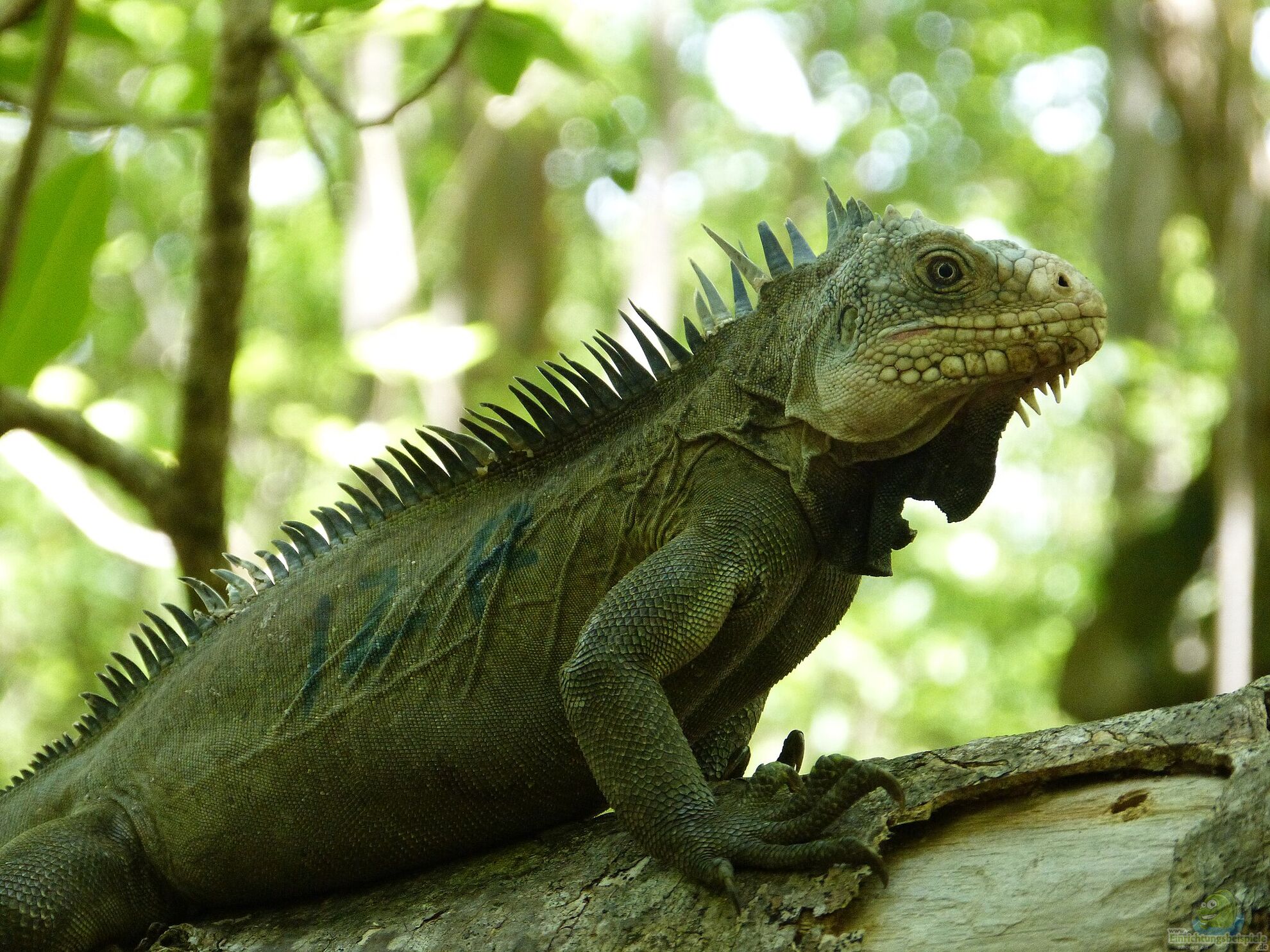 Antillen Leguan - Iguana delicatissima: Alle Infos