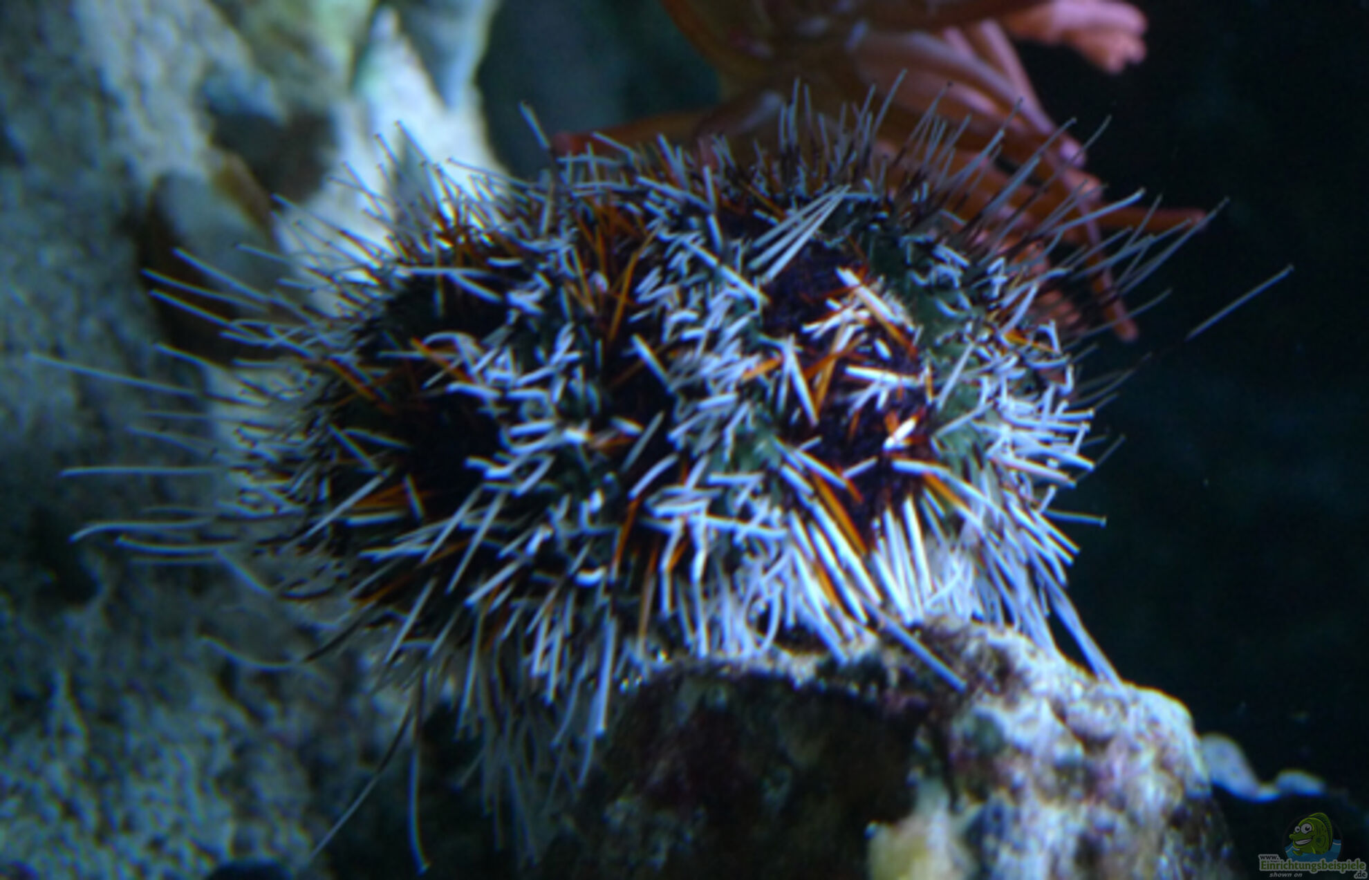 Seeigel - Echinoidea: Alle wichtigen Infos