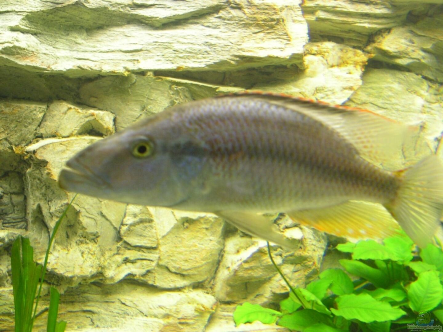 Dimidiochromis compressiceps - Messerbuntbarsch