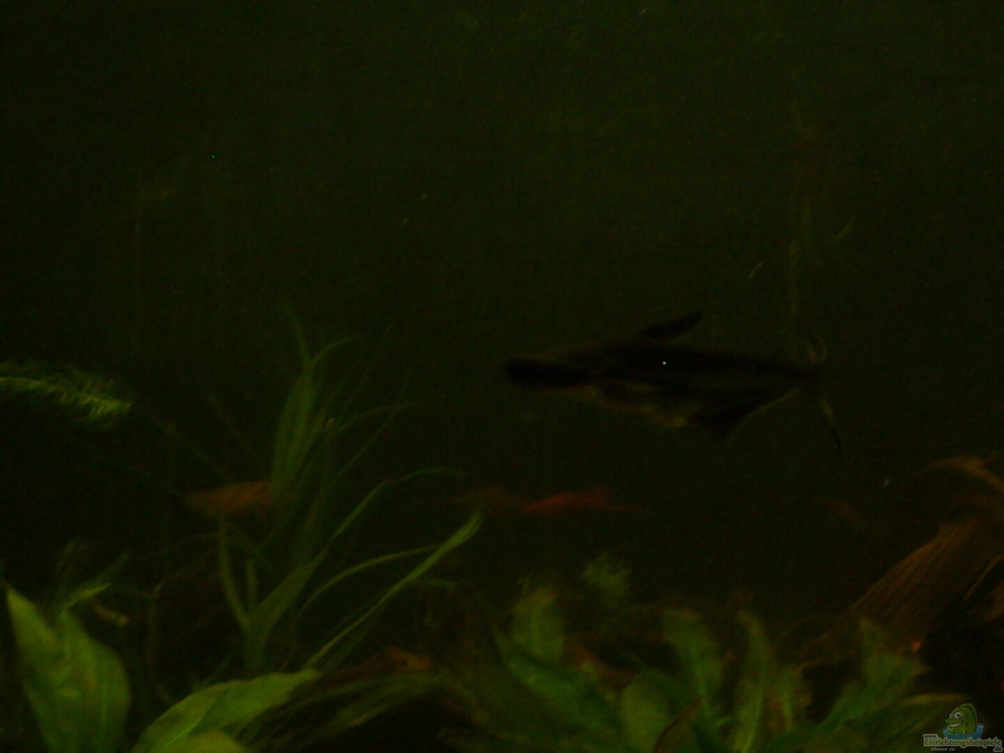 Pangasius hypophthalmu - Haiwels: Alle wichtigen Infos