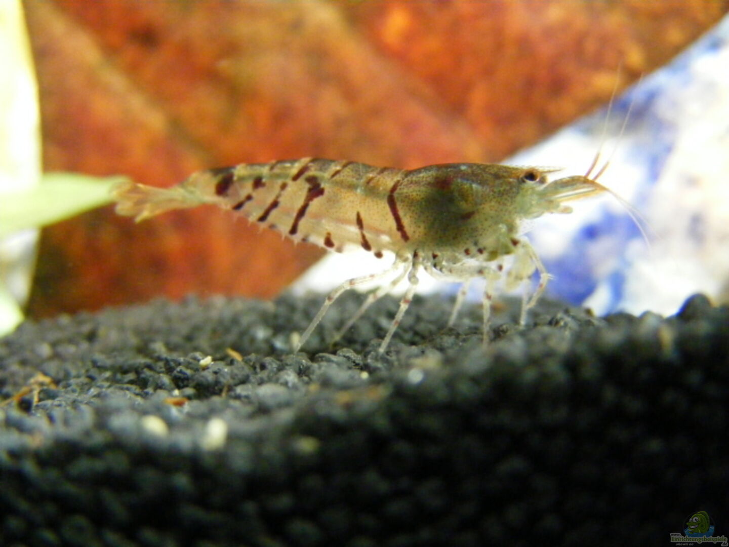 Caridina mariae - Tigergarnele: Alle wichtigen Infos