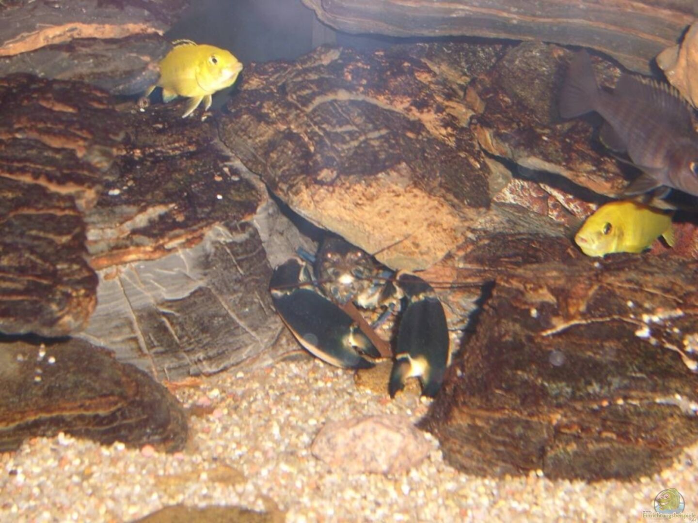 Cherax sp. Blue Moon - Dunkelblauer Krebs: Alle Infos