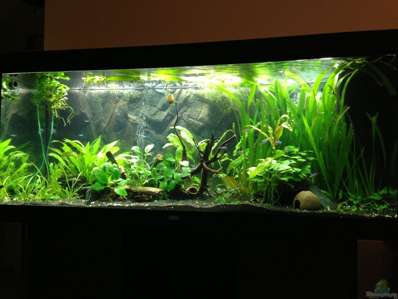Aquarium von smapo: Juwel Rio 400