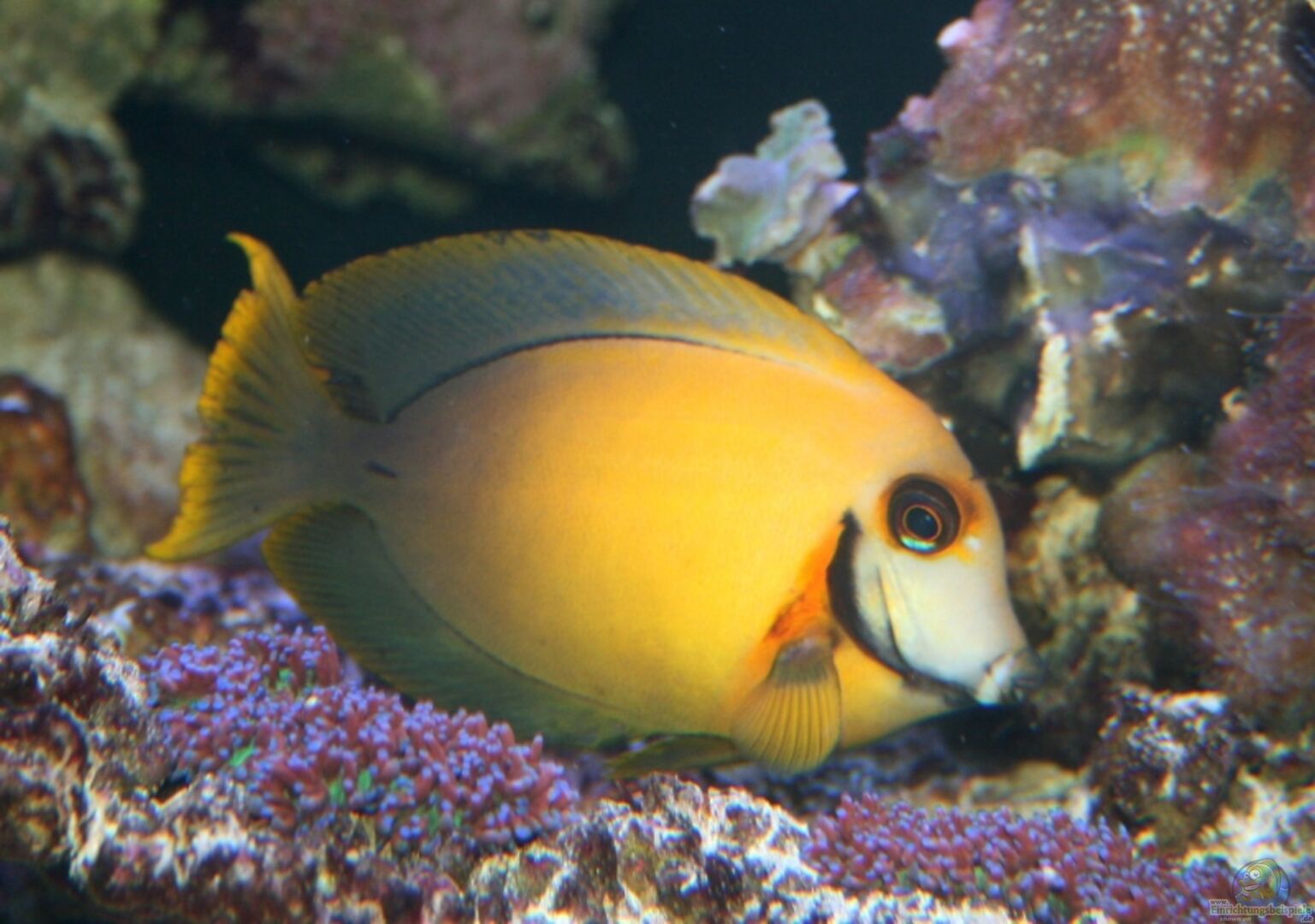 Acanthurus pyroferus - Mimikrydoktor: Alle Infos