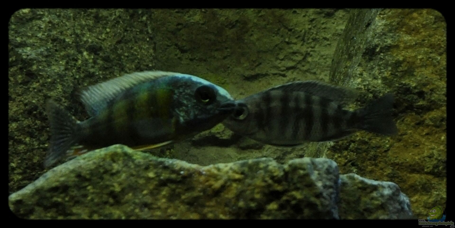 Protomelas steveni: Alle wichtigen Infos