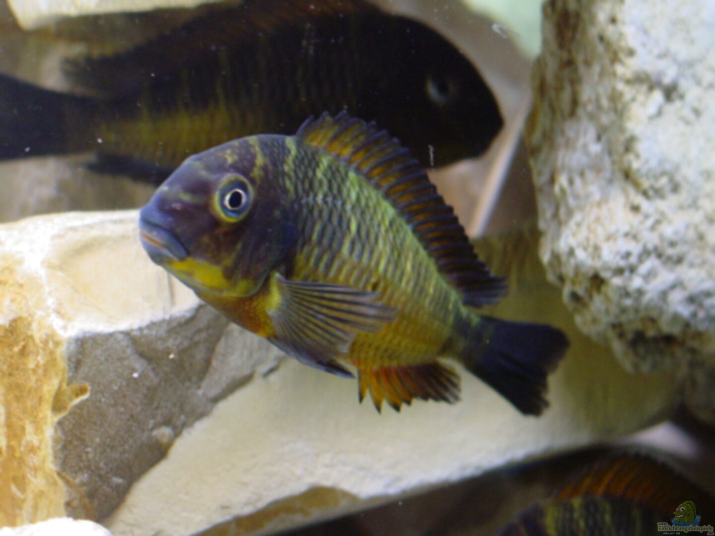 Tropheus ´Red Rainbow´ - Tropheus moorii ´Red Rainbow´