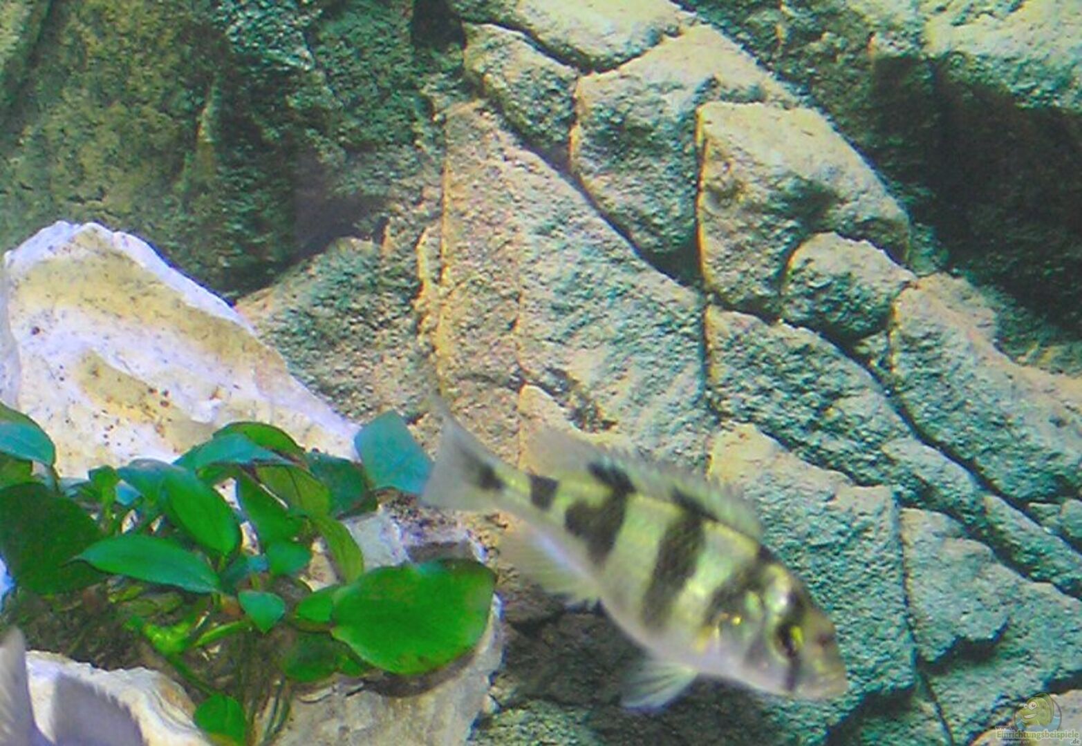 Haplochromis sp. Zebra-obliquidens: Alle Infos
