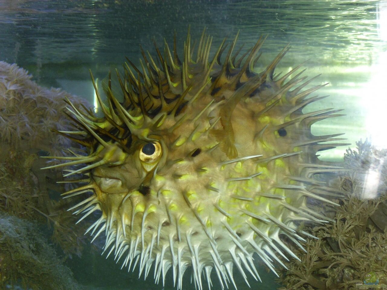 Aquarium von mr.boomBASCHTIc: Meerwasser