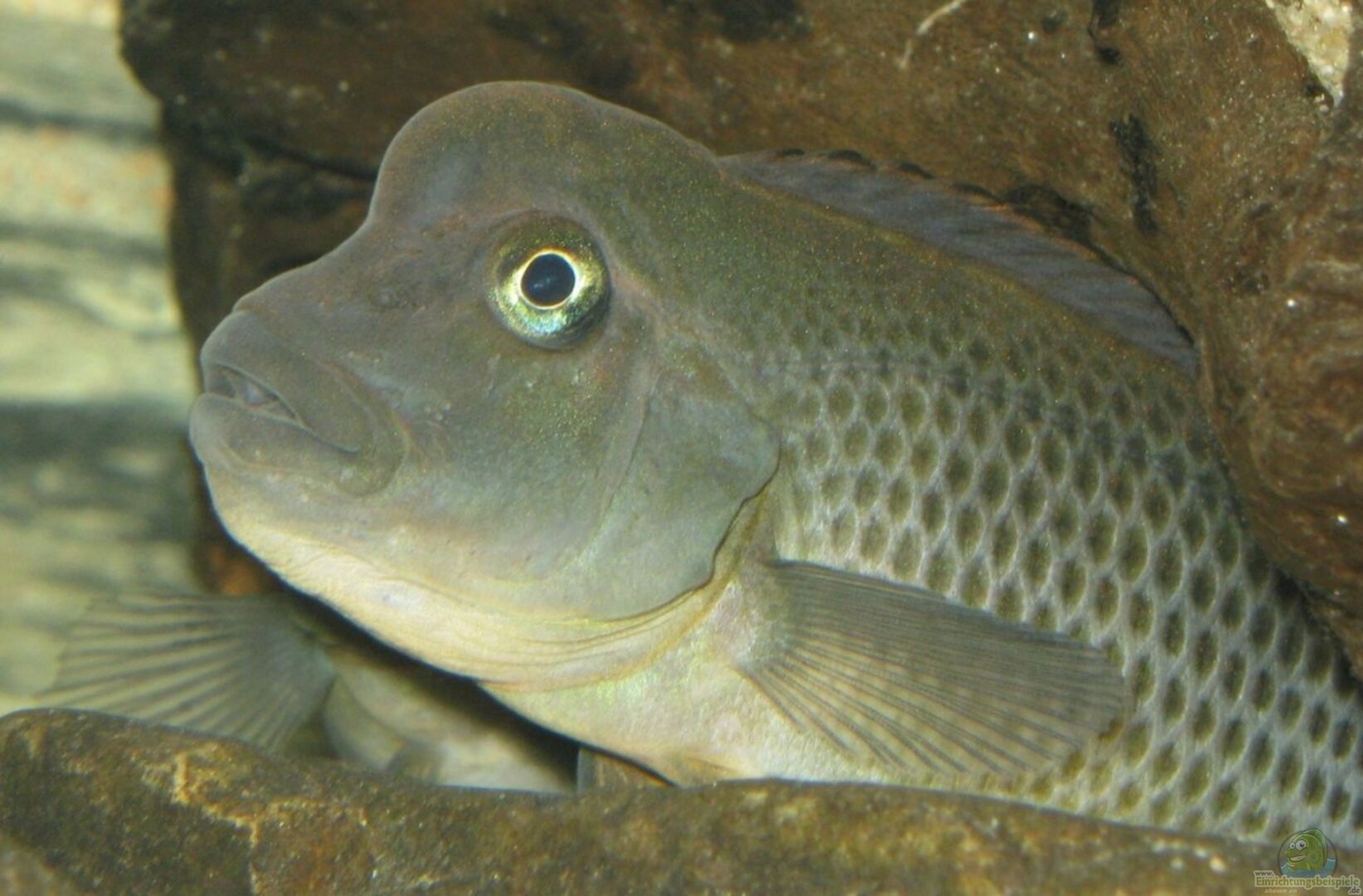 Steatocranus casuarius - Buckelkopfcichlide: Alle Infos