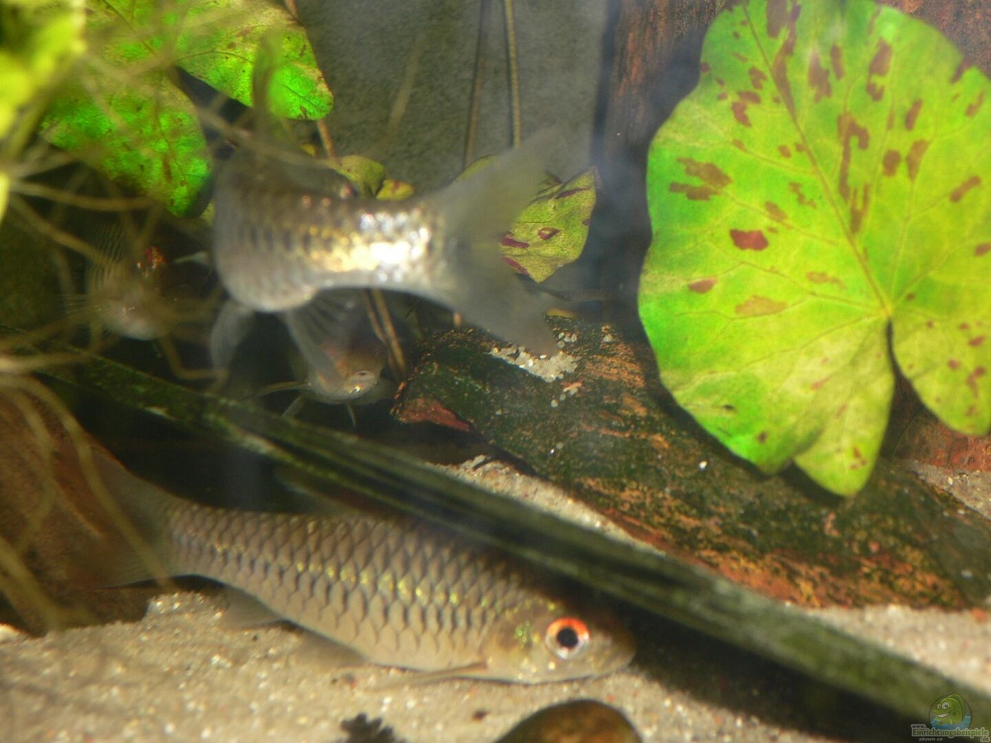 Enteromius callipterus - Prachtflossenbarbe: Alle Infos