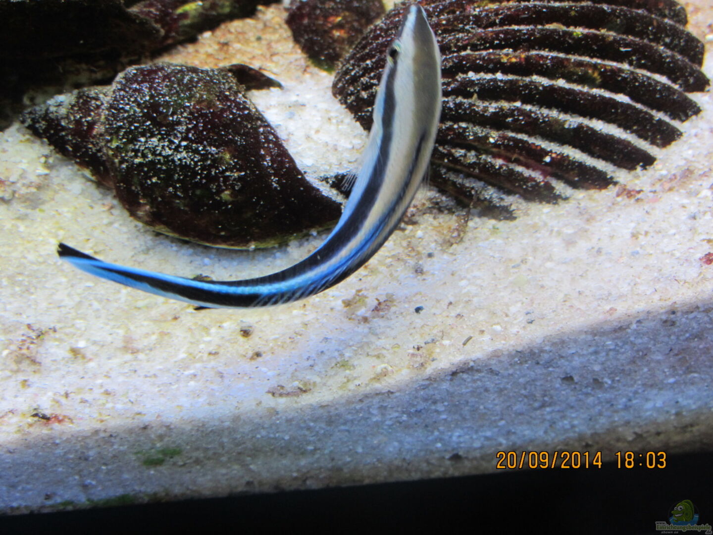 Putzerfisch: Alle wichtigen Infos