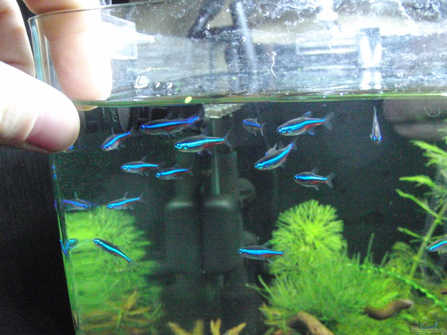 Neonsalmler: Alle wichtigen Infos